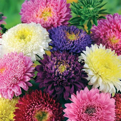 Aster Princess Mix Seeds Theseedstore Eu