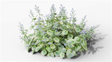 Brunnera Macrophylla Jack Frost 3d Model Cgtrader