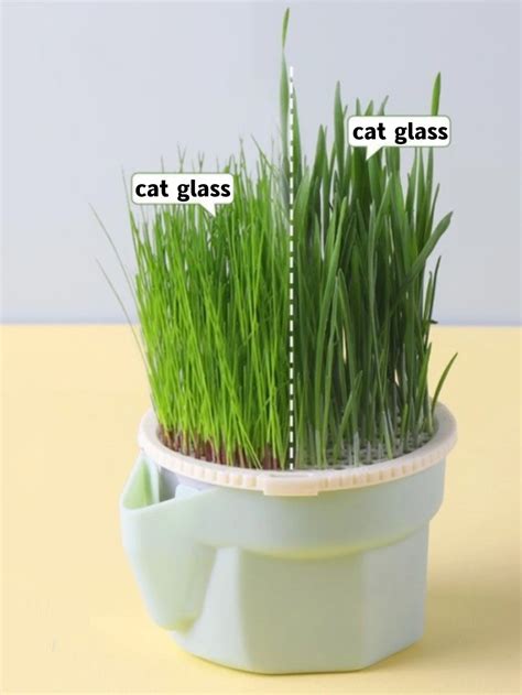 Kitty Grass Cup House Plant Paradise