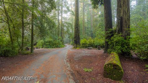 Jedediah Smith Redwoods State Park Campground 4 Proartinc