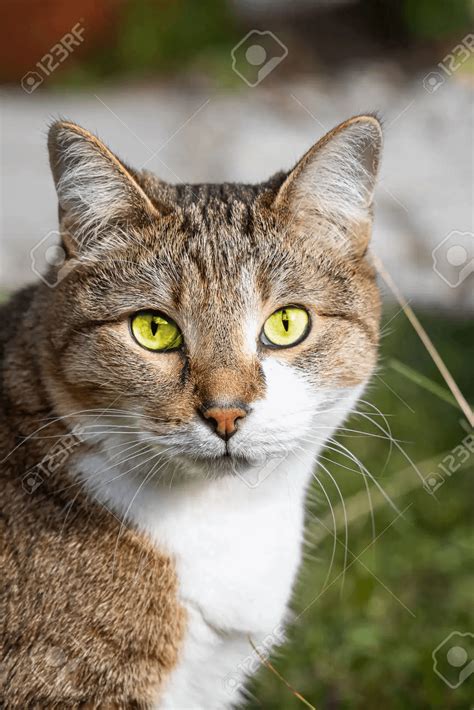 Warrior Cats Irl Part 2 Please No Requests For Now Rwarriorcats