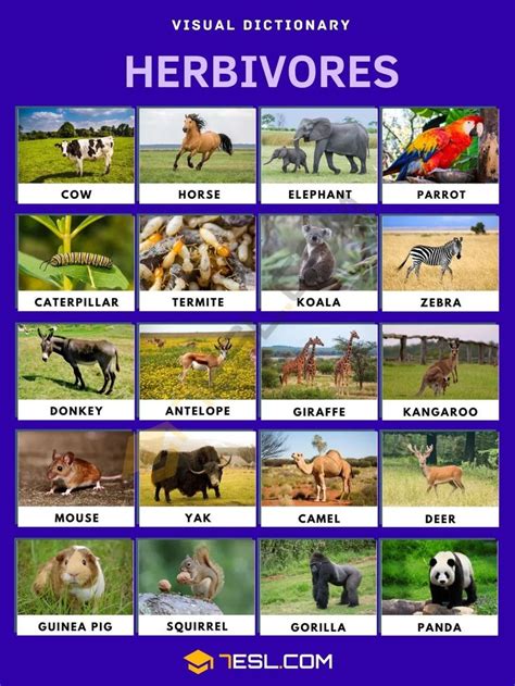 List Of Herbivore Animals With Fun Facts