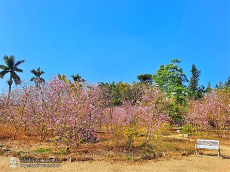 台南景點台南公園的宮粉羊蹄甲正值盛開期粉嫩花朵編織的唯美夢幻步道好浪漫 台南美食地圖