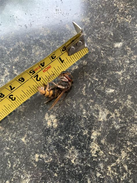 Found This Big Guy In My Mothers Basement Can Anyone Help Identify