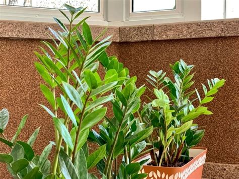 Uv Protected Artificial Plants Made Out Of Polyethylene Blend Materials