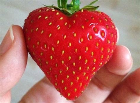 16 Funny Shaped Fruits And Vegetables That Forgot How To Be Plants Emlii