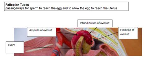Lab Unit 4 Female Reproductive System Diagram Quizlet