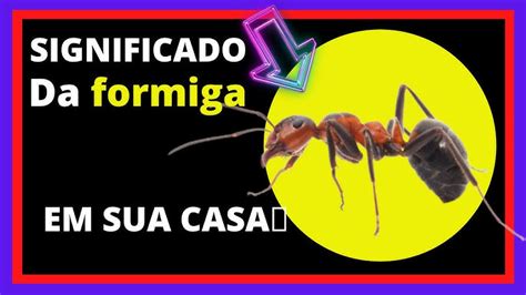 O Que Significa Formiga Em Casa Qual O Significado🧨 Descubra As