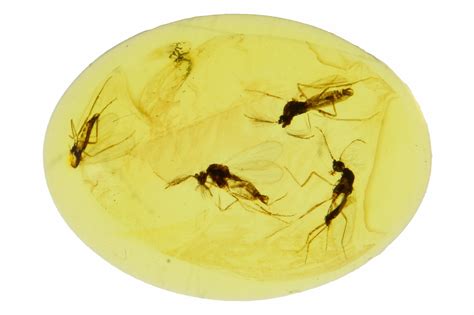 three fossil biting midges ceratopogonidae in baltic amber 270840