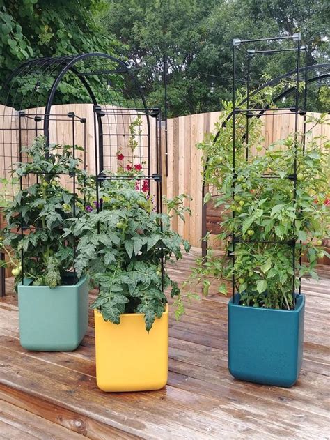 Oasis Self Watering Tomato Planter With Trellis Gardeners Supply