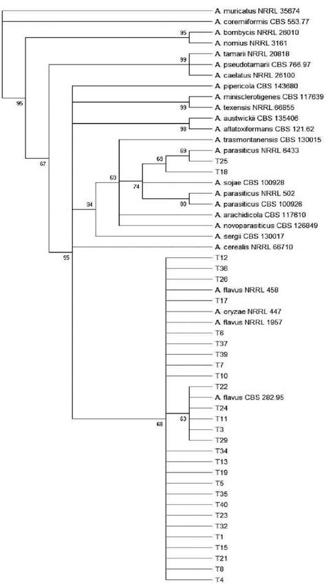 Maximun Parsimony Mp Tree From The Combined Alignment Of Calmodulin