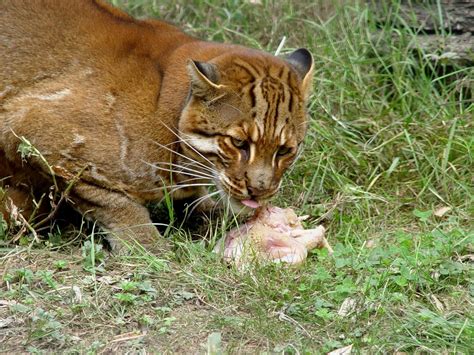 Beautiful African Golden Cat Photos