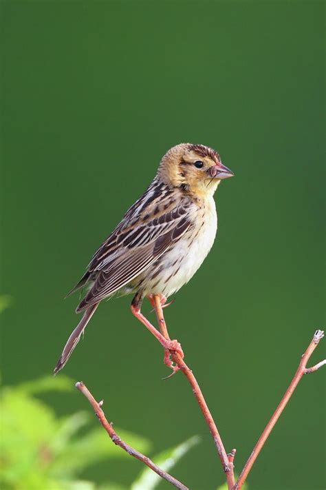 Portrait Of A Female Bobolink Photograph By George Grall