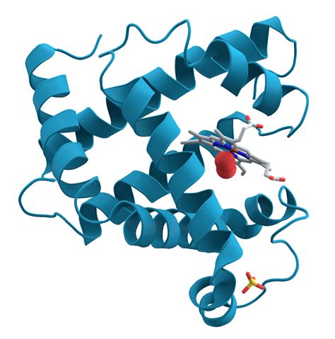 Enzymes Diagram Quizlet
