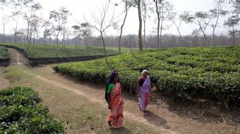 বাংলাদেশে মাত্র দুজন কথা বলেন যে ভাষায় Bbc News বাংলা