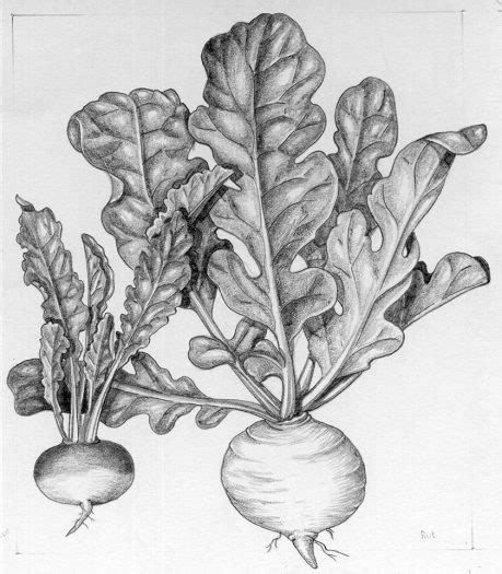 Botanical Illustration Exploring Root Variety Lizzie Harper
