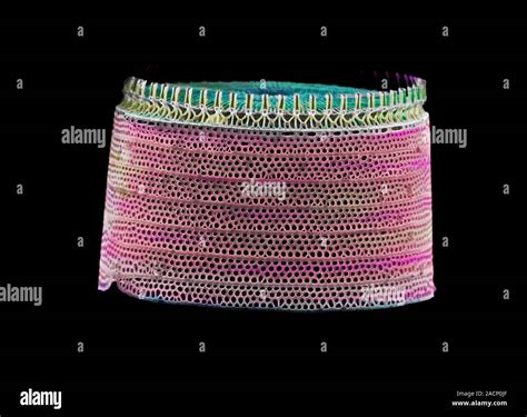 Diatom Coloured Scanning Electron Micrograph Sem Diatoms Are A Group Of Photosynthetic