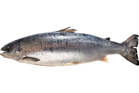 Лосось «Salmon» 5-9 охлажденный цена от 630 грн заказать с доставкой в ...