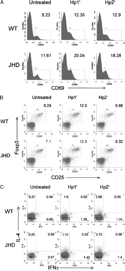 T Cell Activation Treg Cell Frequency And Th2 Differentiation In Download Scientific Diagram