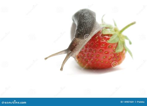 Slug Worm Stock Image Image Of Tasty Berry Dessert 14987681