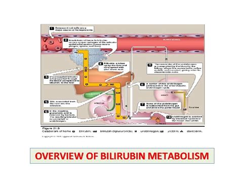 Bilirubin Metabolism Jaundice Formation Of Bilirubin From Heme