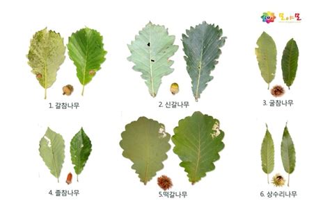 도토리 6형제 굴참나무 상수리나무 갈참나무 졸참나무 신갈나무 떡갈나무 네이버 블로그