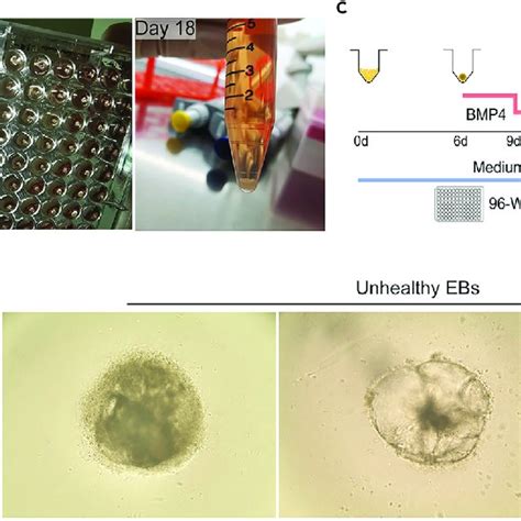 Single Cell Seeding Eb Formation And Neuroepithelium Induction A Download Scientific