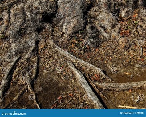 Big Tree Root Texture Background Stock Image Image Of Bark Grunge 46025241