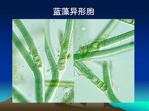 蓝藻word文档在线阅读与下载免费文档