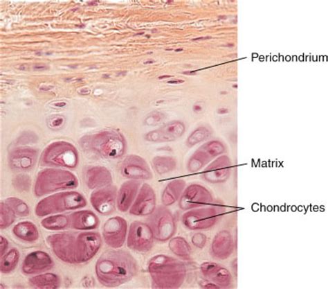 Hyaline Cartilage