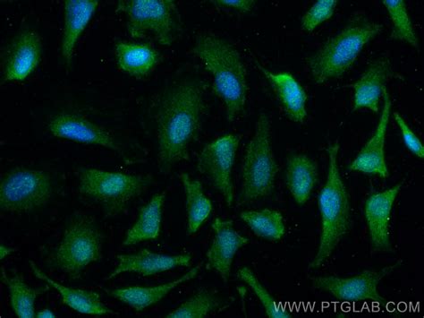 Irf3 Antibody 80519 1 Rr Proteintech
