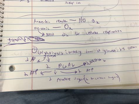 Glycolysis Diagram Quizlet