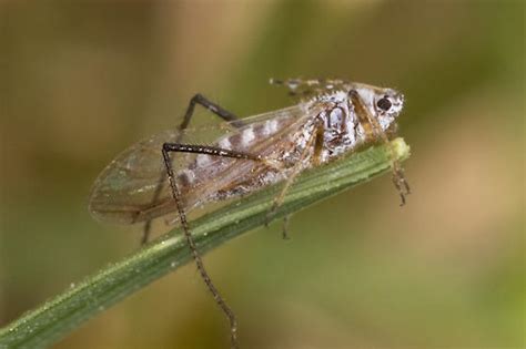 Aphid Eulachnus Rileyi BugGuide Net