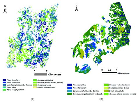 Tree Species Classification Map Using Cnns With Highest Accuracy In Download Scientific Diagram