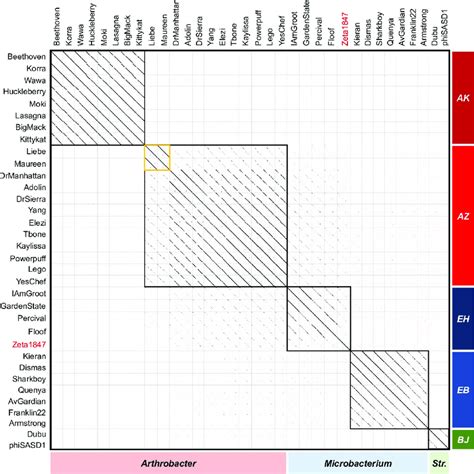 Nucleotide Dotplots Reveal Two Groups Of Highly Similar Phages Within