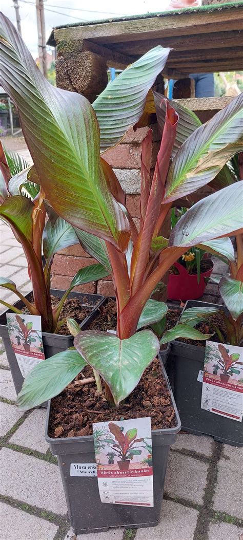 Vörös abesszin Banán Ensete ventricosum Maurelli Tájkertész