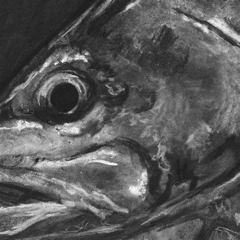 Spotted Speckled Sea Trout Fishing Art Print Charcoal Etsy