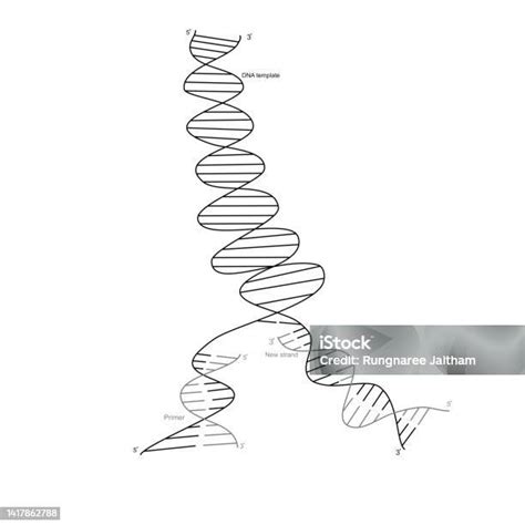 The New Strand Of Target Dna Was Synthesized After Specific Primer