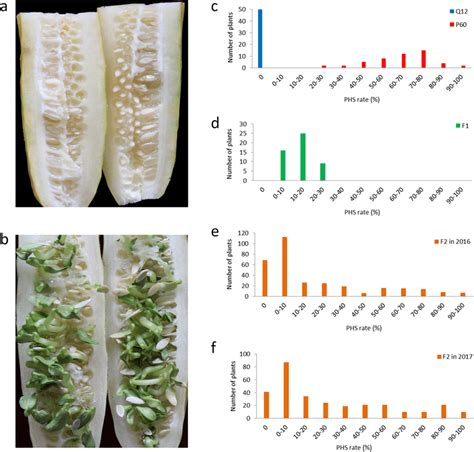 Pre Harvest Sprouting Phs And Its Frequency Distribution In The