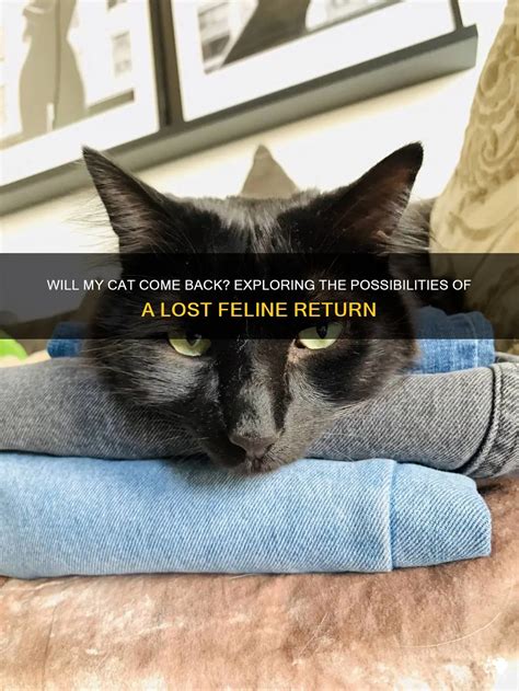 Will My Cat Come Back Exploring The Possibilities Of A Lost Feline