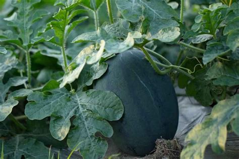 All About The Black Diamond Watermelon Minneopa Orchards
