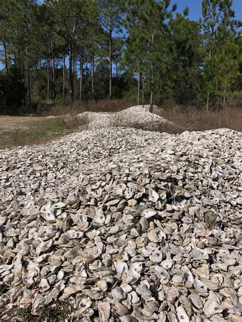 Shell Pile 1 1 23 17 Choctawhatchee Basin Alliance