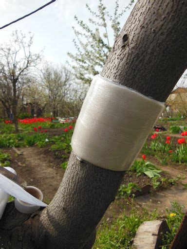 Новые способы ухода за садом: Ловчие пояса по-новому