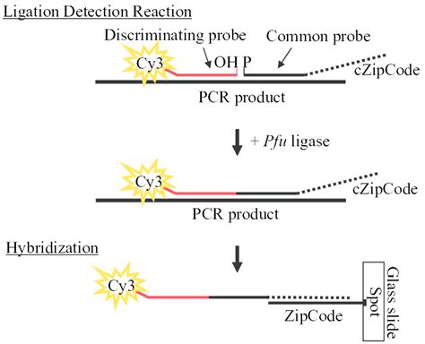 Principle Of Ligation Detection Reaction Ldr Gerry Et Al 1999 And Download Scientific