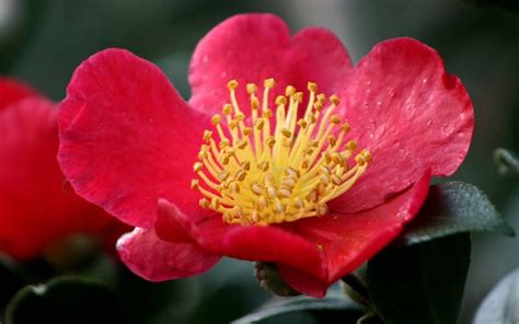 Yuletide Camellia Sasanqua 3 Gallon Shrub Deer Resistant Shrubs