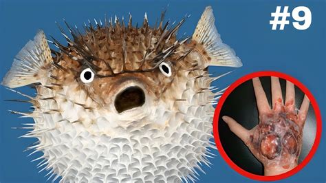 Top 10 Most Poisonous Animals In The World Youtube