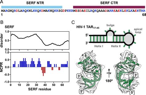 Molecular Insights Into The Interaction Between A Disordered Protein