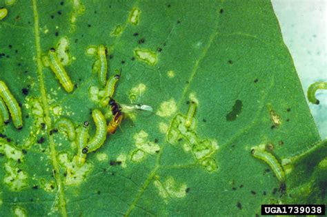 Beet Armyworm Pestoscope