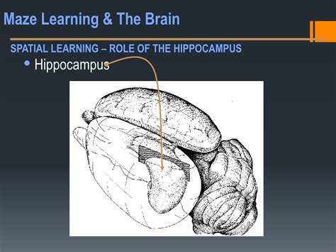 PPT Chapter Spatial Motor Skill Implicit Learning PowerPoint Presentation ID