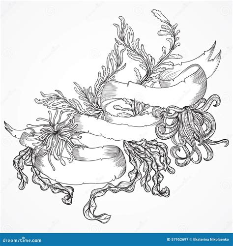 海洋植物、海草和丝带横幅的汇集 葡萄酒套黑白手拉的海洋植物群 向量 向量例证 插画 包括有 植物群 收集 57952697